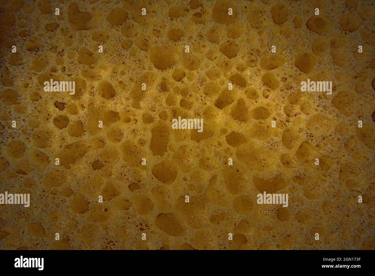 Yellow sponge detail texture hi-res stock photography and images - Alamy
