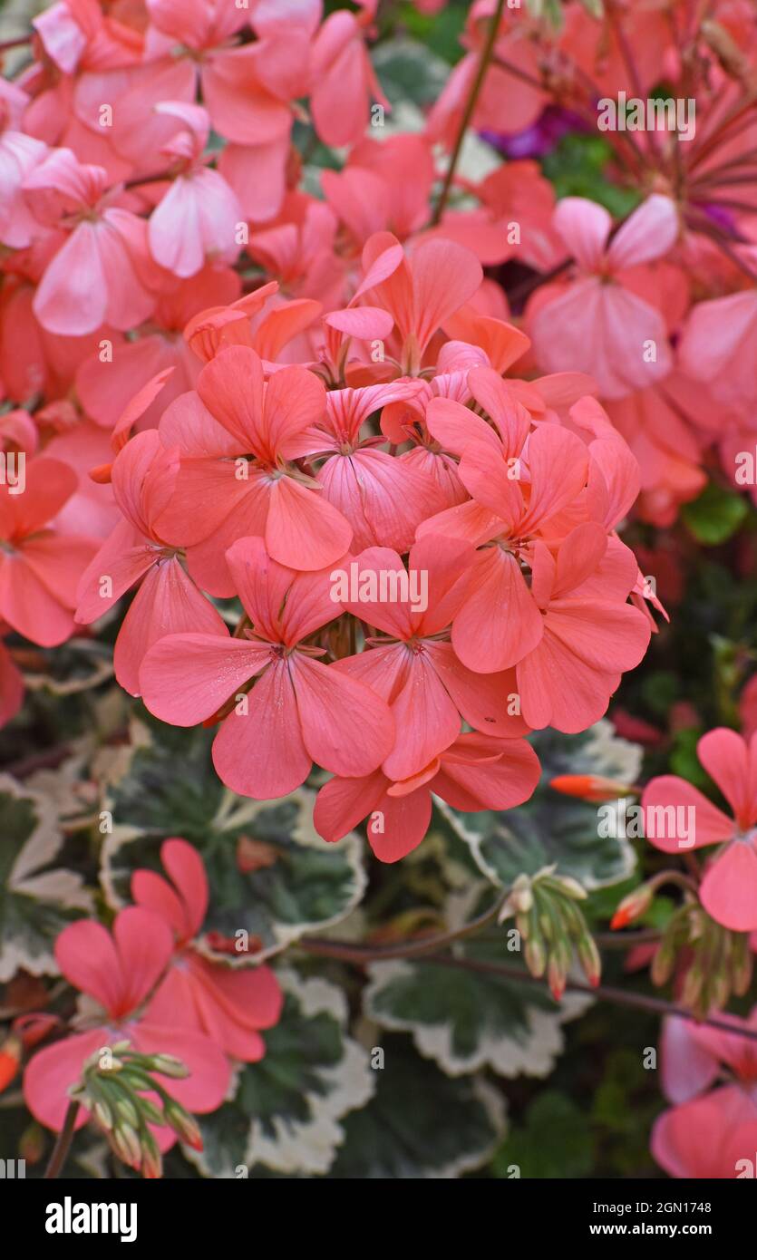 Variegated leaf geranium hi-res stock photography and images - Alamy