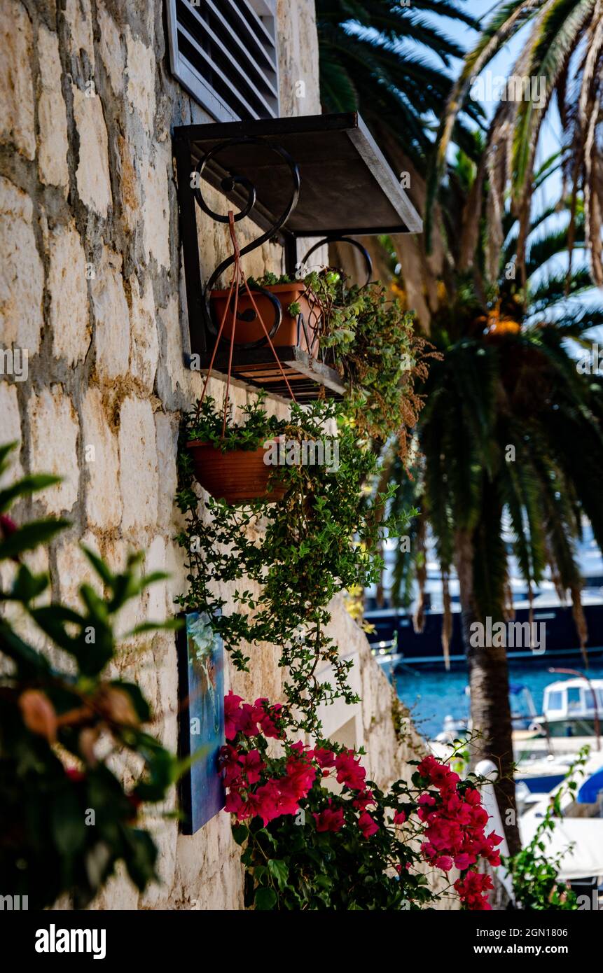 Structure of the oleander plant hi-res stock photography and images - Alamy