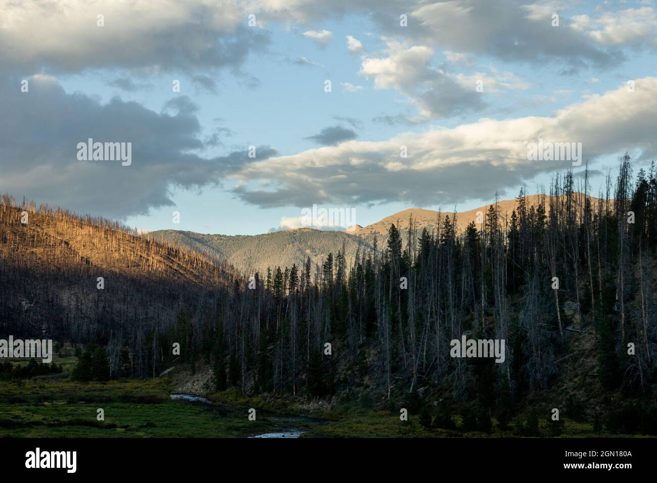 Lodgepole pine trees hi-res stock photography and images - Alamy