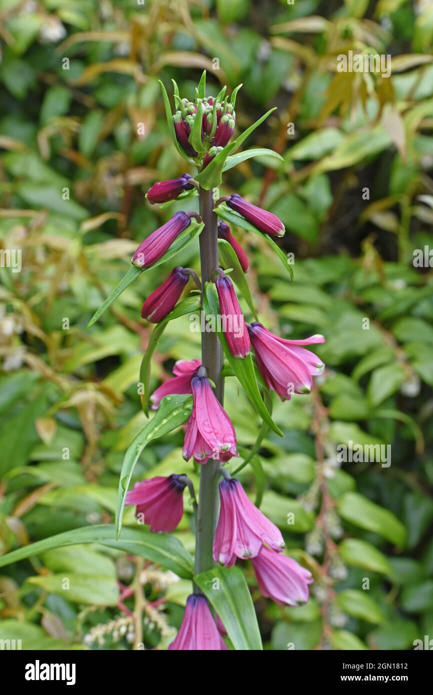 Purple Pink Flower, Logan Botanic Garden, Stranraer, Scotland Stock ...