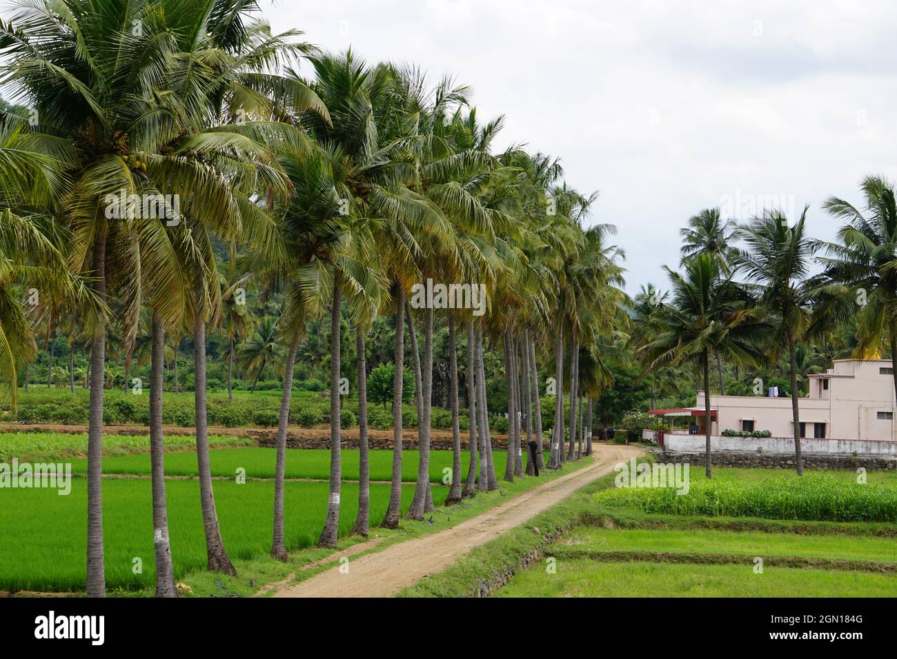 Coconet tree hi-res stock photography and images - Alamy