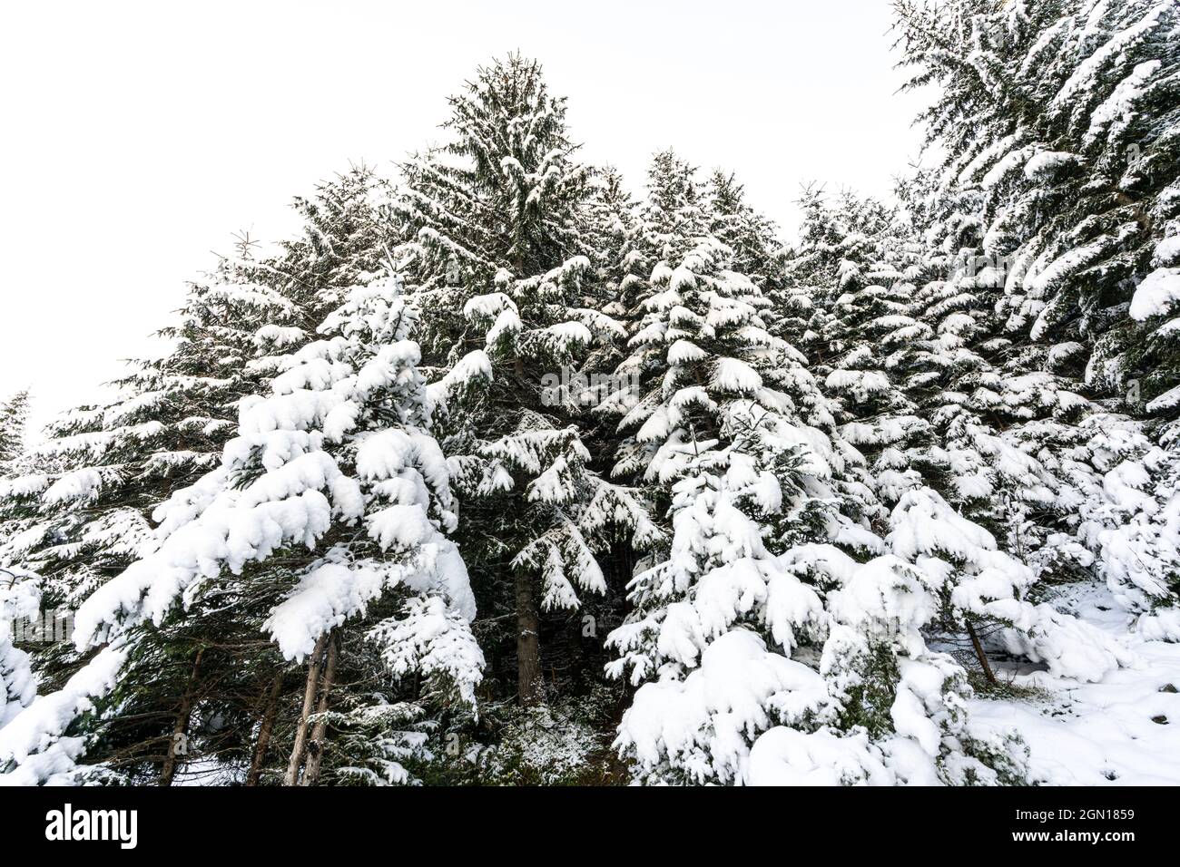 Tall dense old spruce trees grow on a snowy slope Stock Photo - Alamy