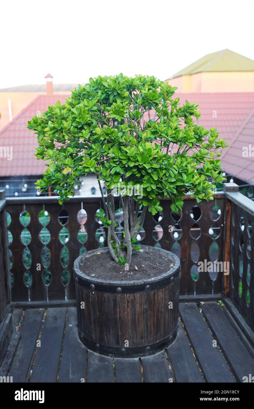 Big evergreen tree Buxus sempervirens common box, European box, or ...