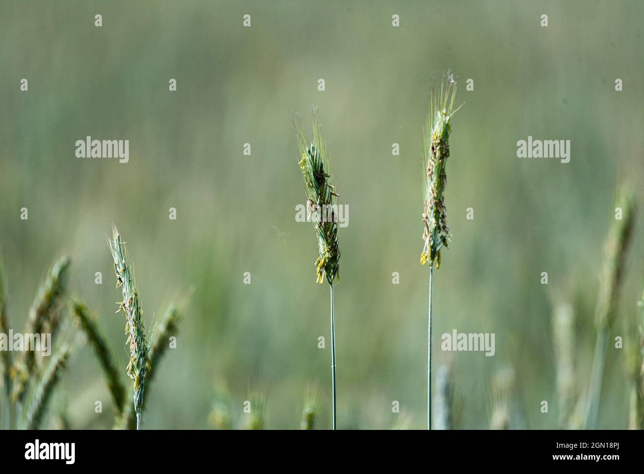 Barley during pollination. Cereal ripening in the field. Close up view ...