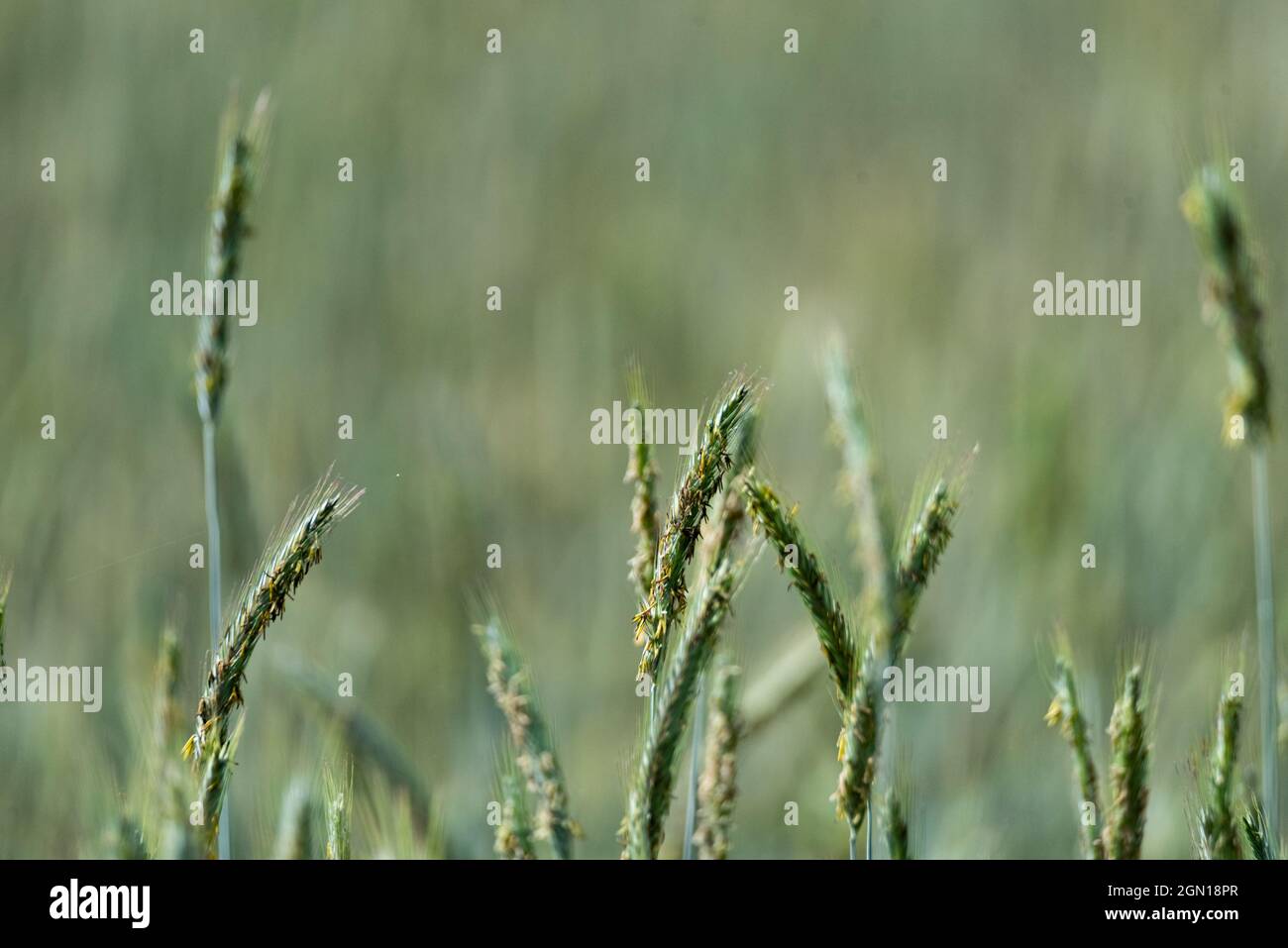 Barley during pollination. Cereal ripening in the field. Close up view ...