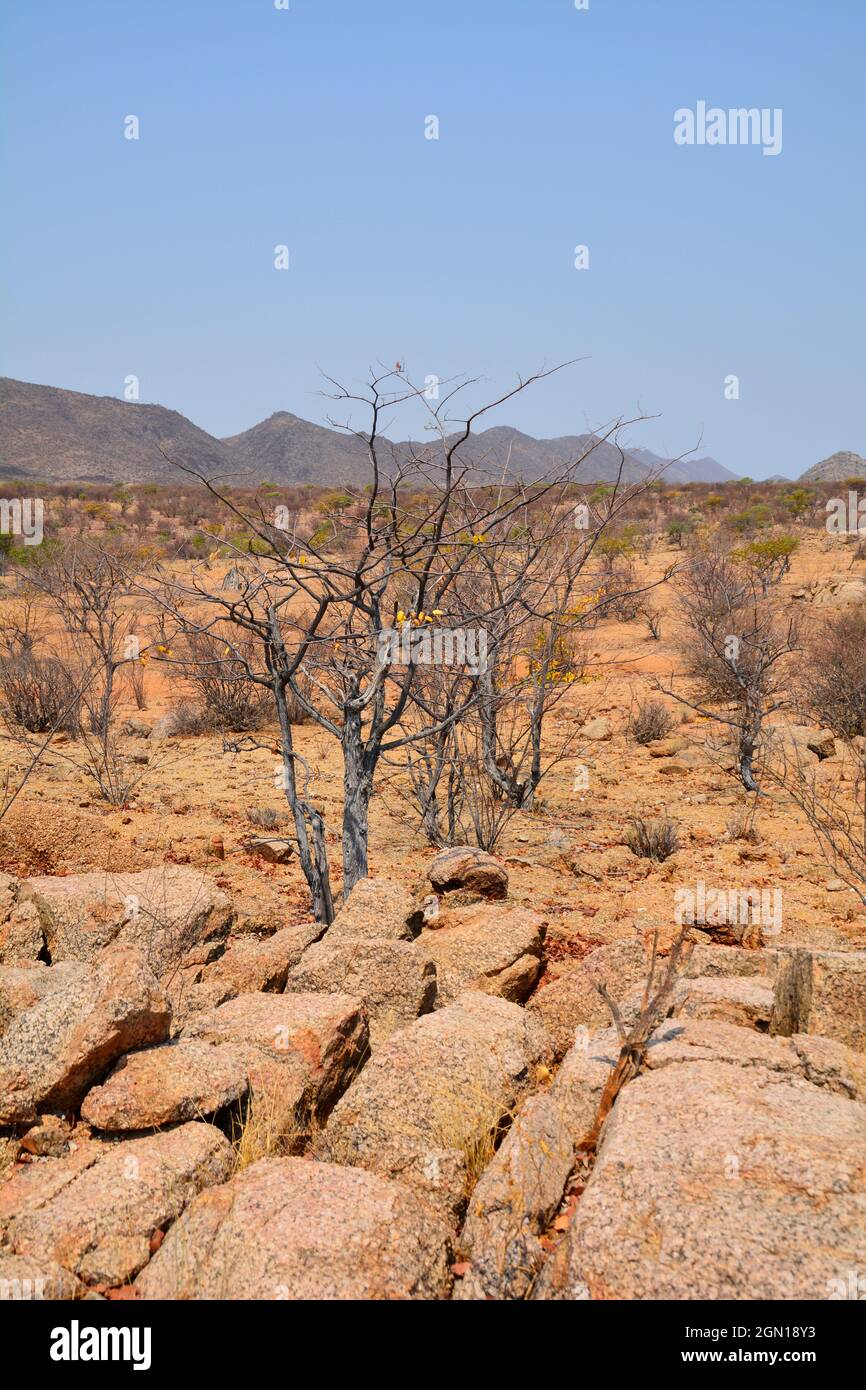 Angola; in the southern part of Namibe Province; End of dry season ...