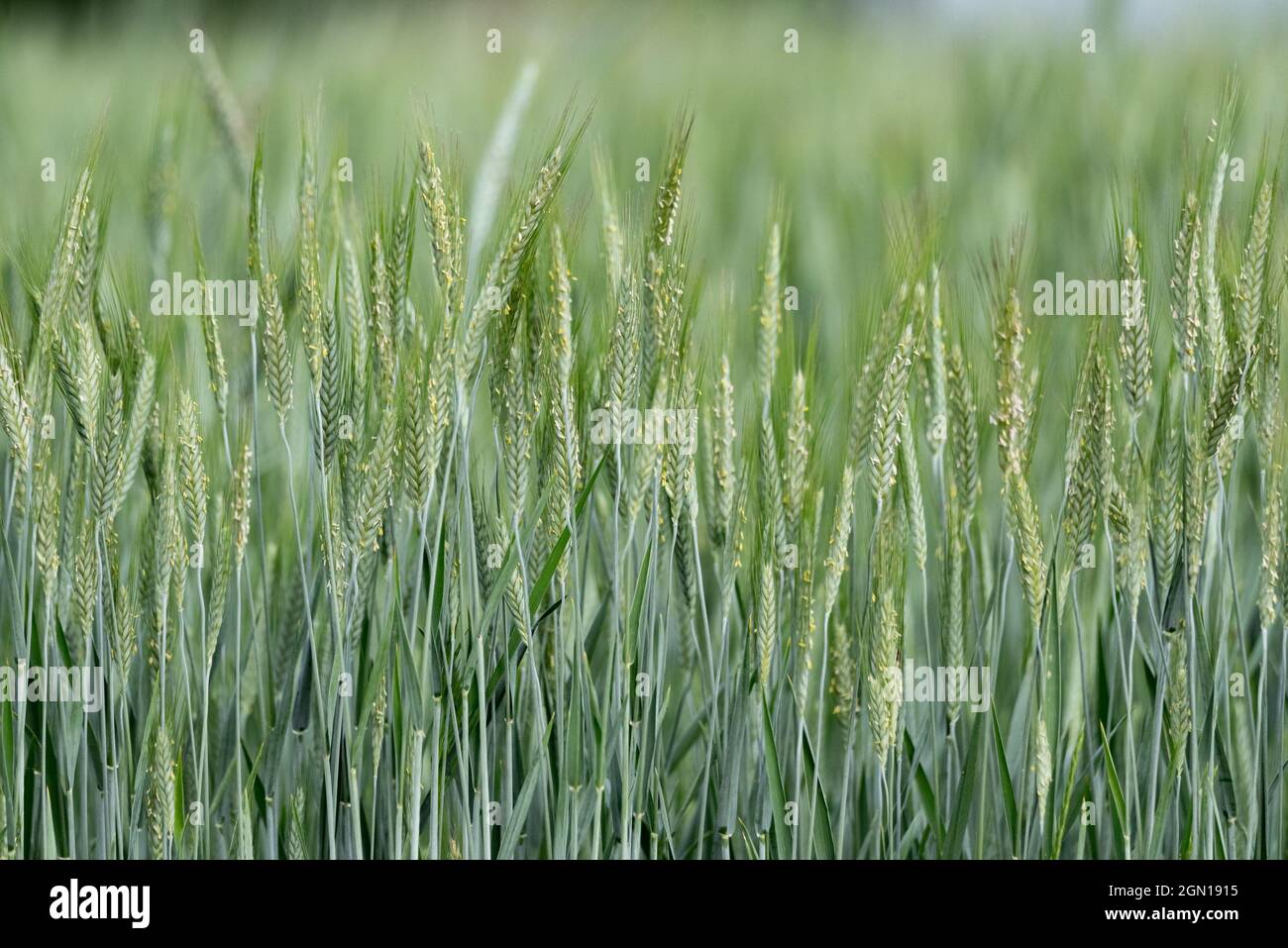 Barley during pollination. Cereal ripening in the field. Close up view ...