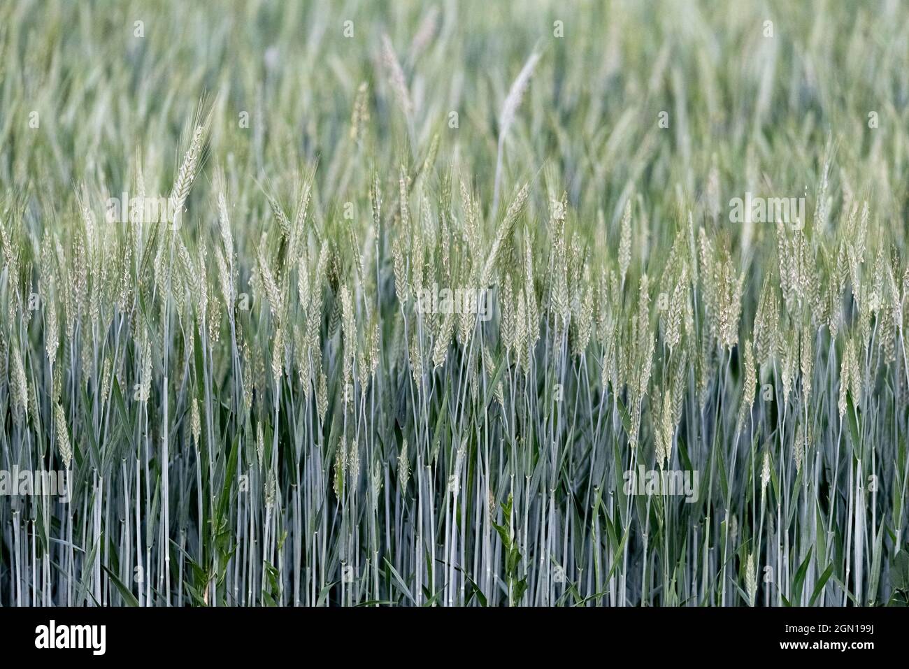 Barley during pollination. Cereal ripening in the field. Close up view ...