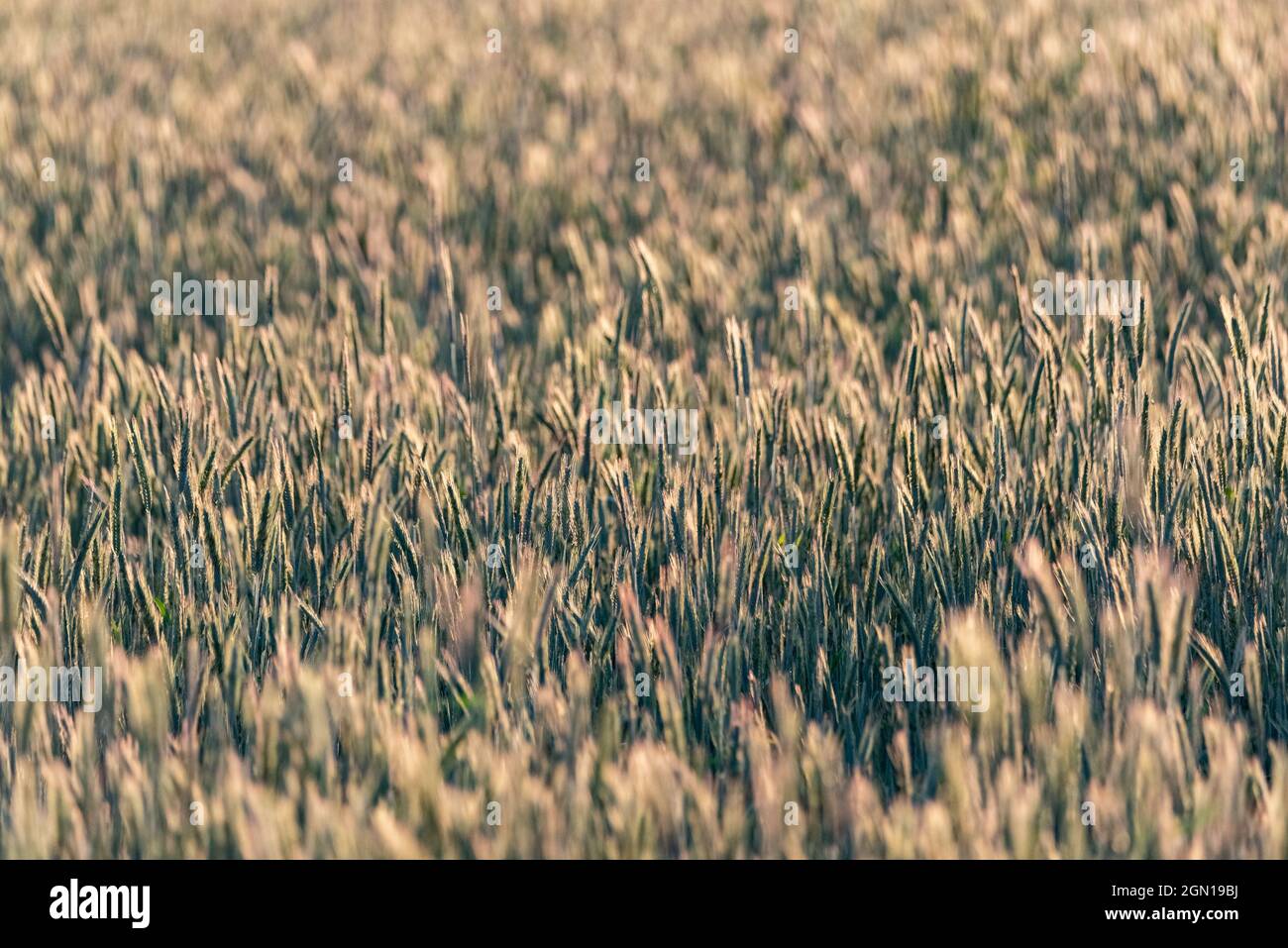 Barley during pollination. Cereal ripening in the field. Close up view ...