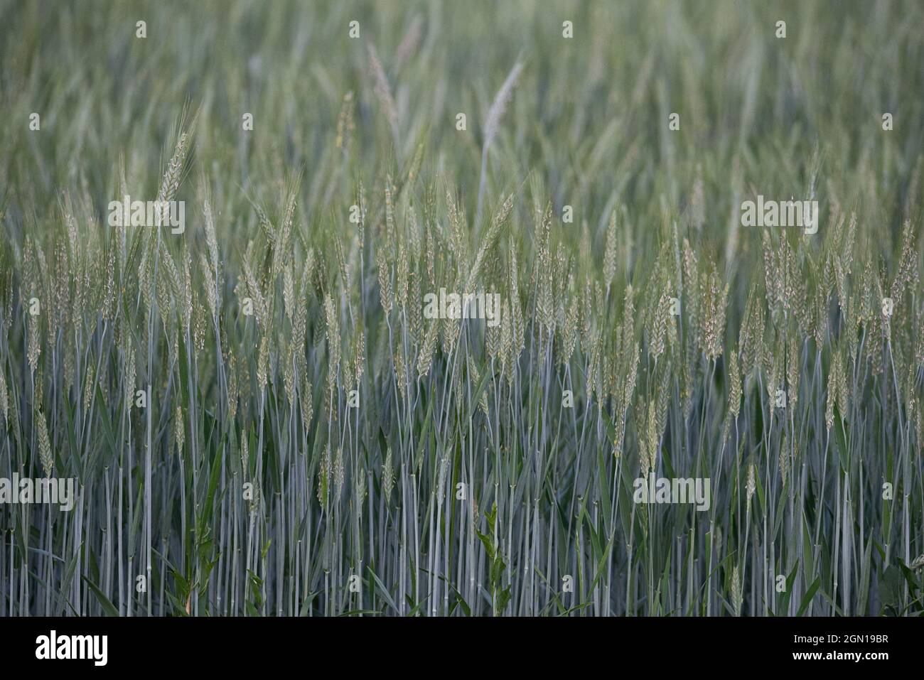 Barley during pollination. Cereal ripening in the field. Close up view ...