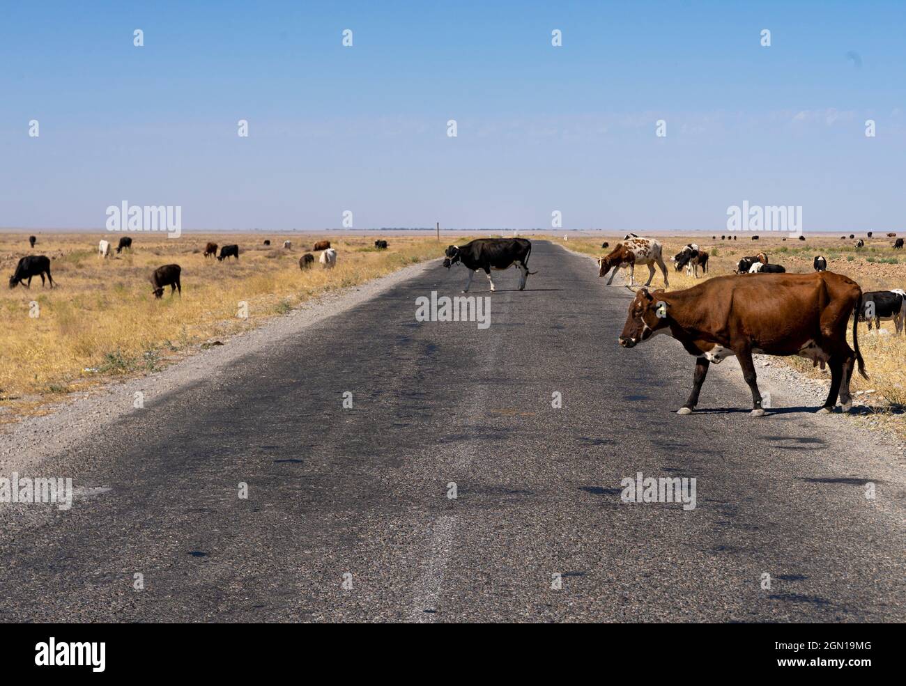 Cows crossing the road creating hazard, near Turkistan, Kazakhstan ...