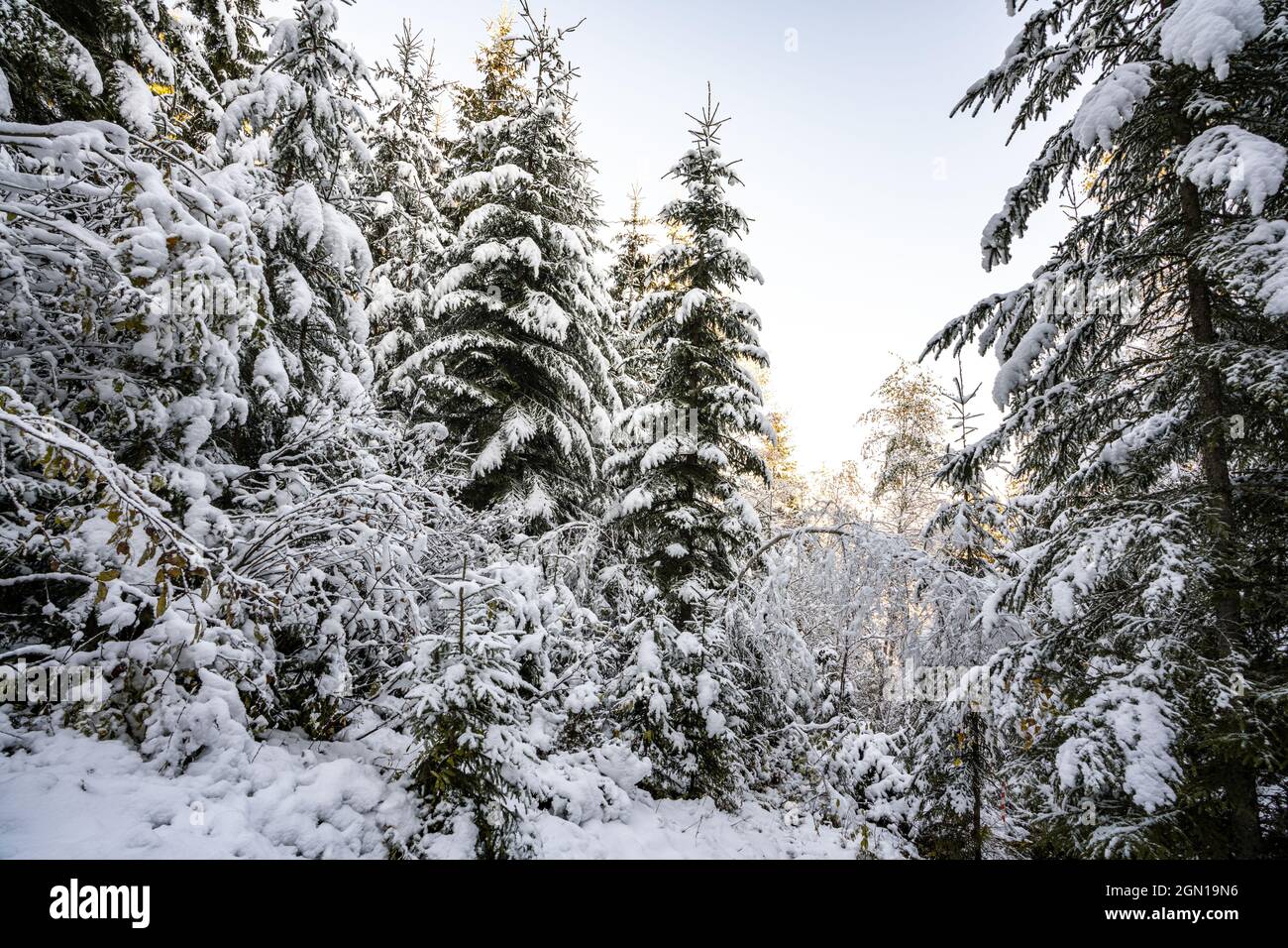 Tall dense old spruce trees hi-res stock photography and images - Alamy