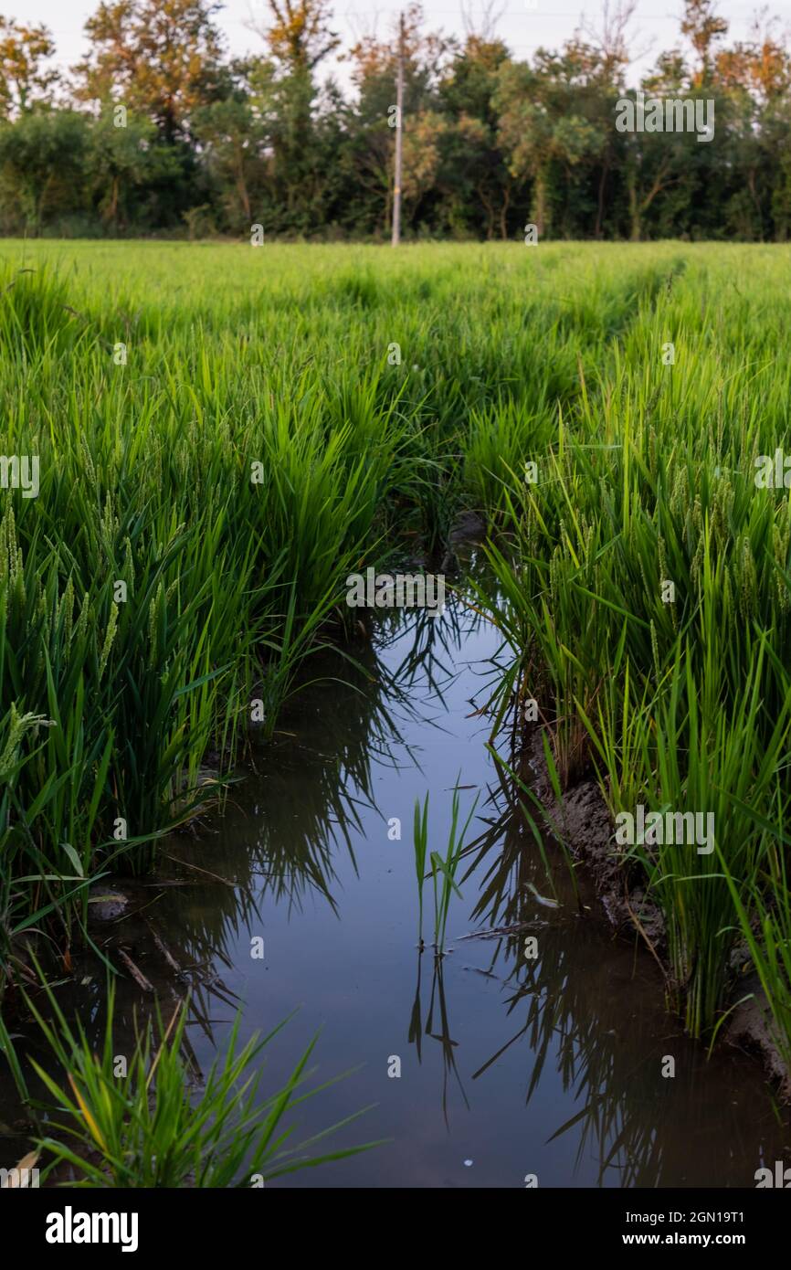 Rice in bloom hi-res stock photography and images - Alamy
