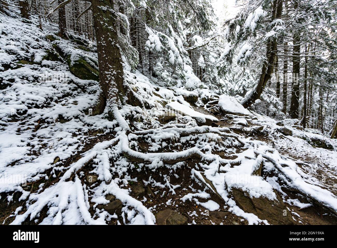 Tall dense old spruce trees grow on a snowy slope Stock Photo - Alamy
