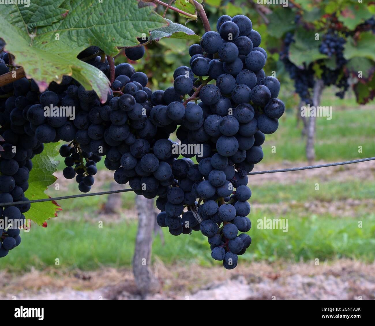 Syrah grapes hi-res stock photography and images - Alamy