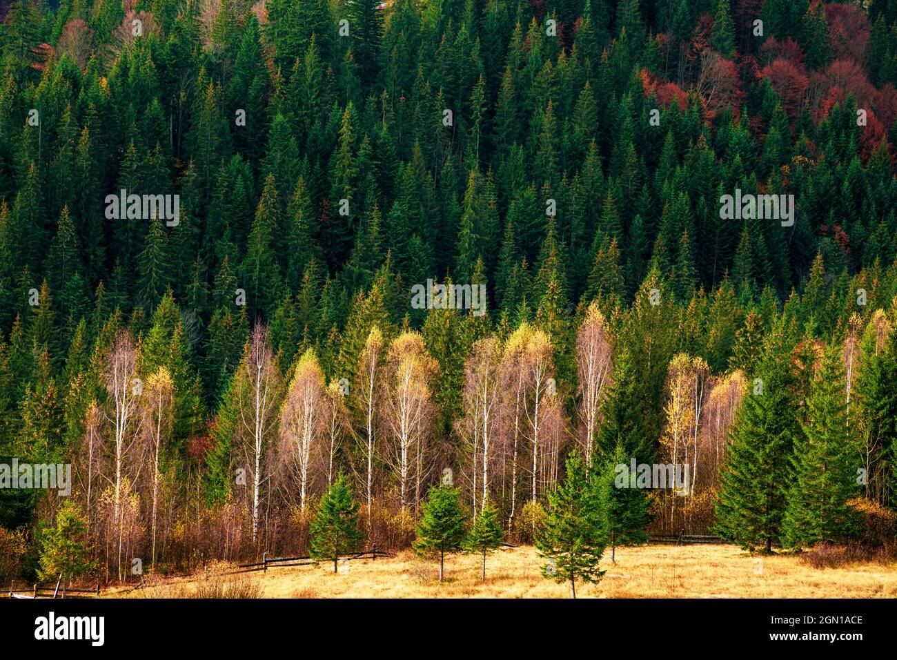 Deforestation in the mountains of Carpathian, view on a beautiful ...