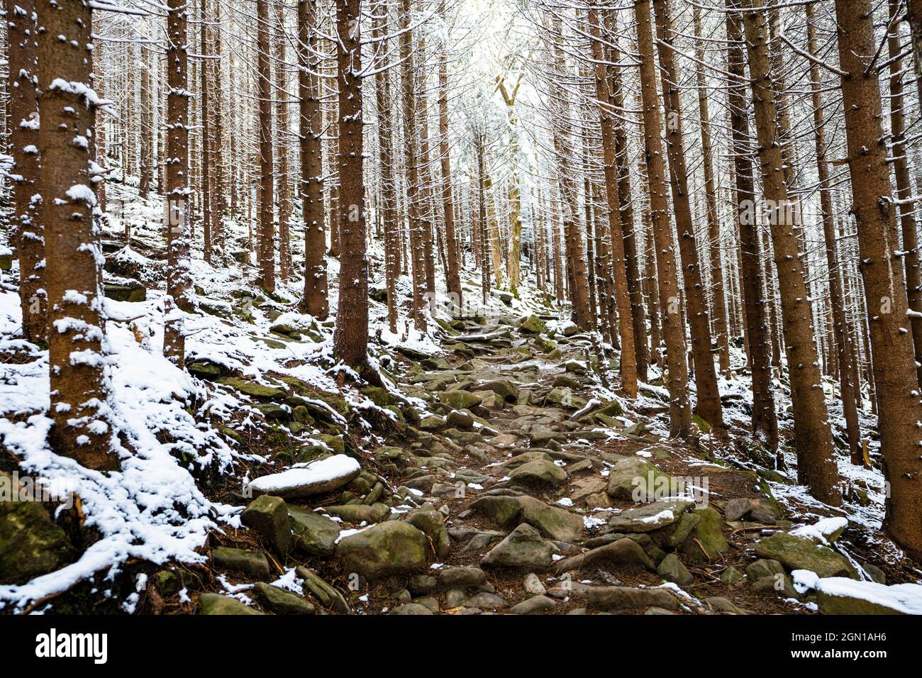 Tall dense old spruce trees grow on a snowy slope Stock Photo - Alamy