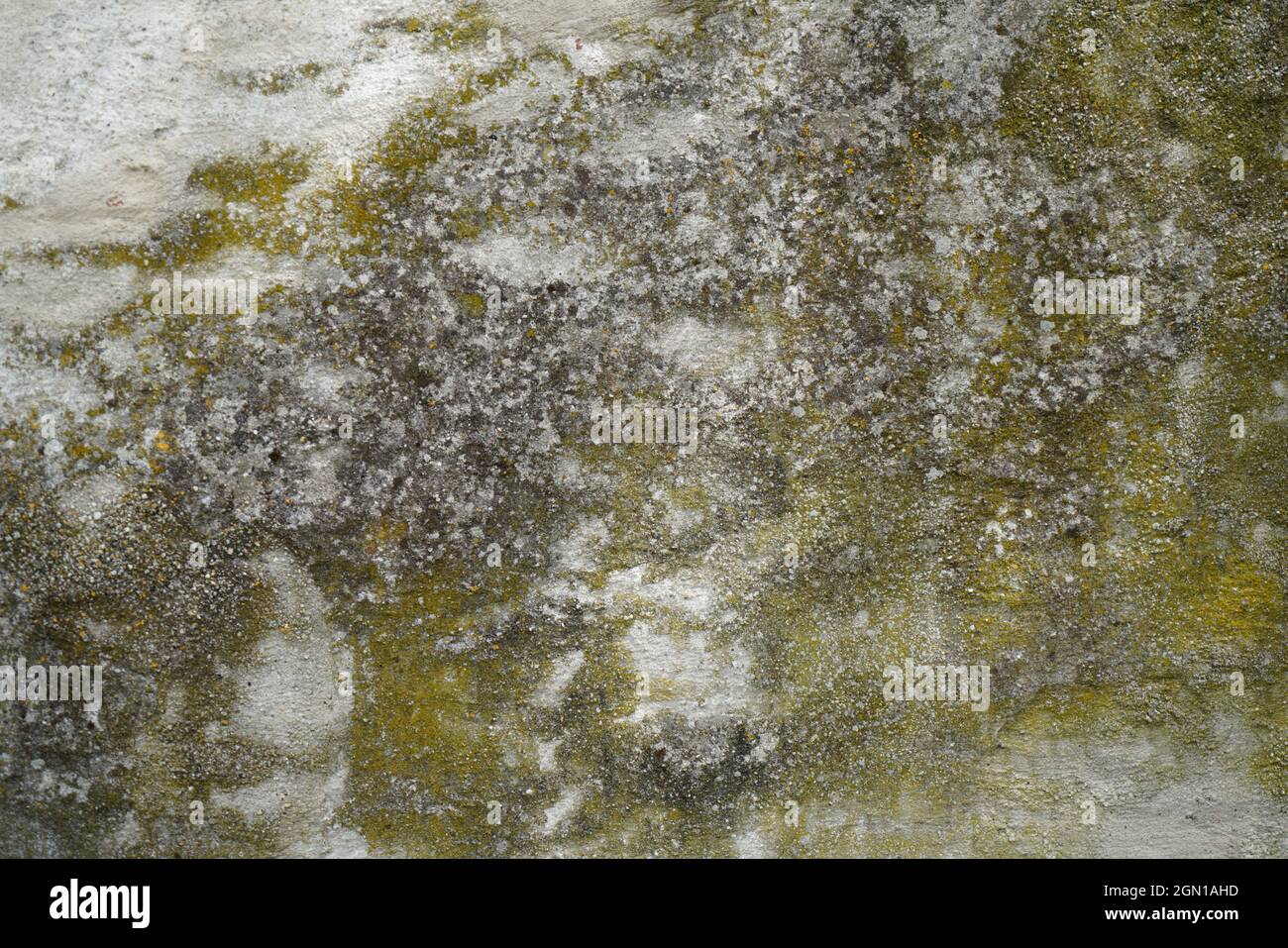 Moldy wall overgrown with moss photographed in daylight Stock Photo - Alamy