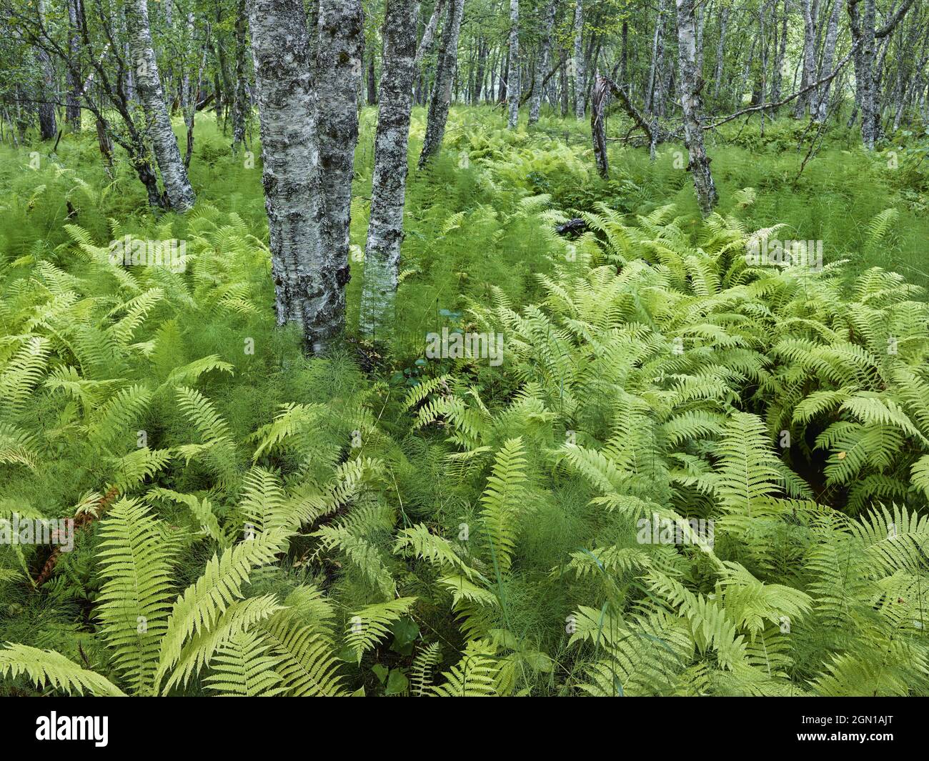 Ferns, Setesdal, Agder, Norway Stock Photo - Alamy