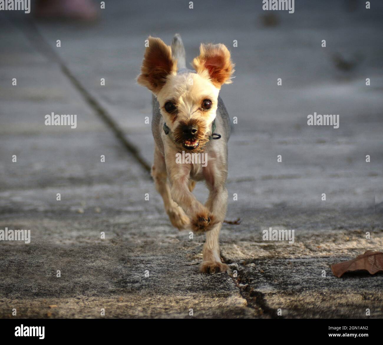 Little Dog running and playing Stock Photo - Alamy