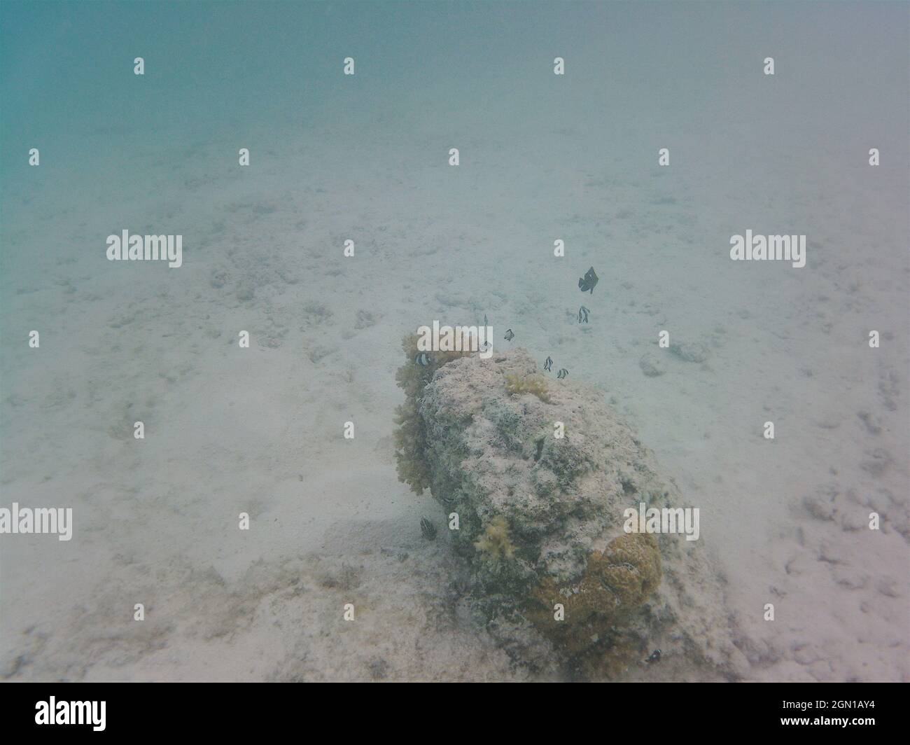 Zebrafish hi-res stock photography and images - Alamy