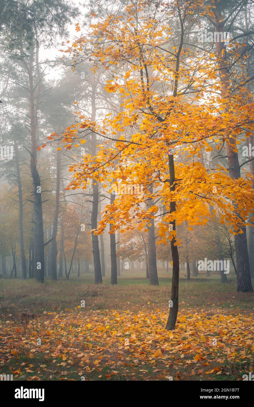 Beautiful autumn tree with yellow leaves stay alone in forest at foggy ...