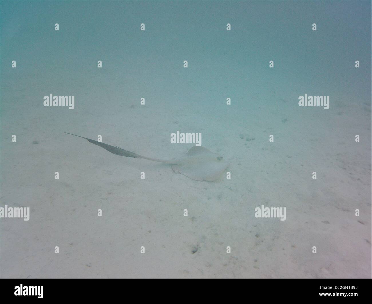 White ray on the ground of the indian ocean near an island Stock Photo ...