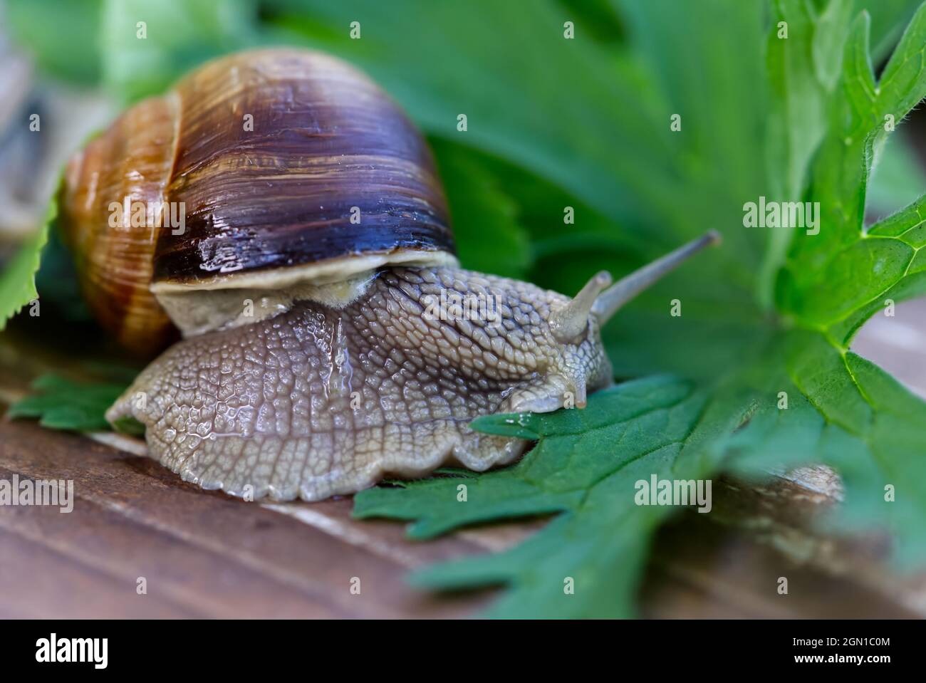 Burgundy snail Helix pomatia or escargot is a species of land snail ...