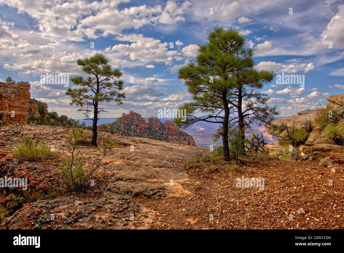 A juniper tree in kaibab national forest, arizona hi-res stock ...