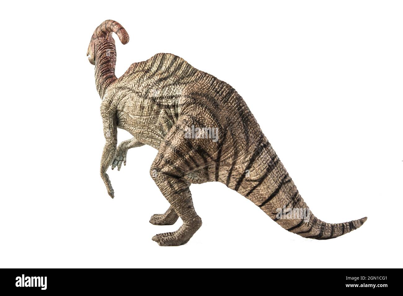 Parasaurolophus Dinosaur on white background Stock Photo - Alamy