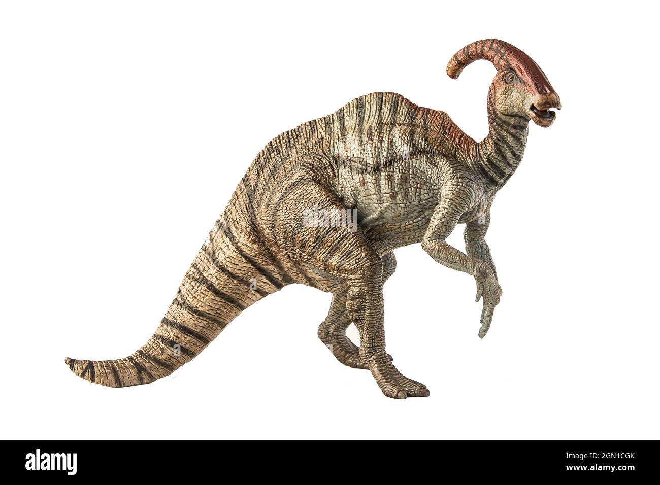 Parasaurolophus Dinosaur on white background Stock Photo - Alamy