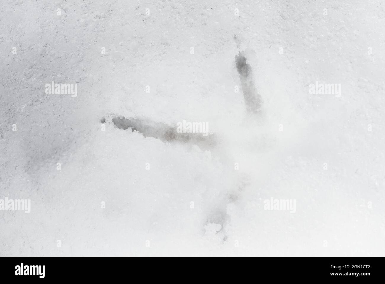 Full frame close up image of a pheasants footprint in deep snow. Cold ...