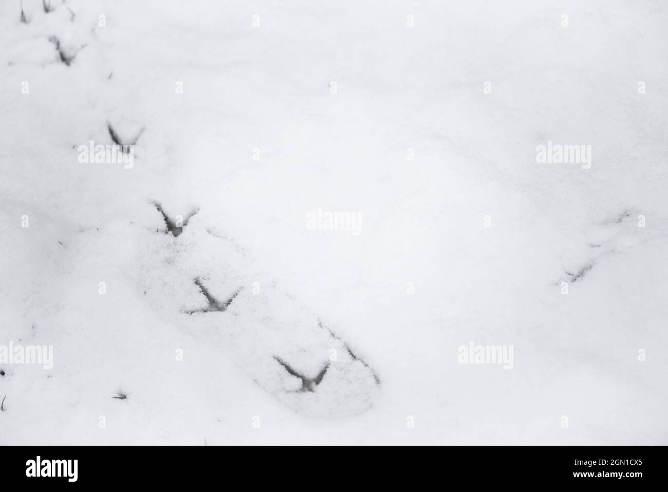 Fresh pheasant bird footprint trail in snow. The birds footprints are ...