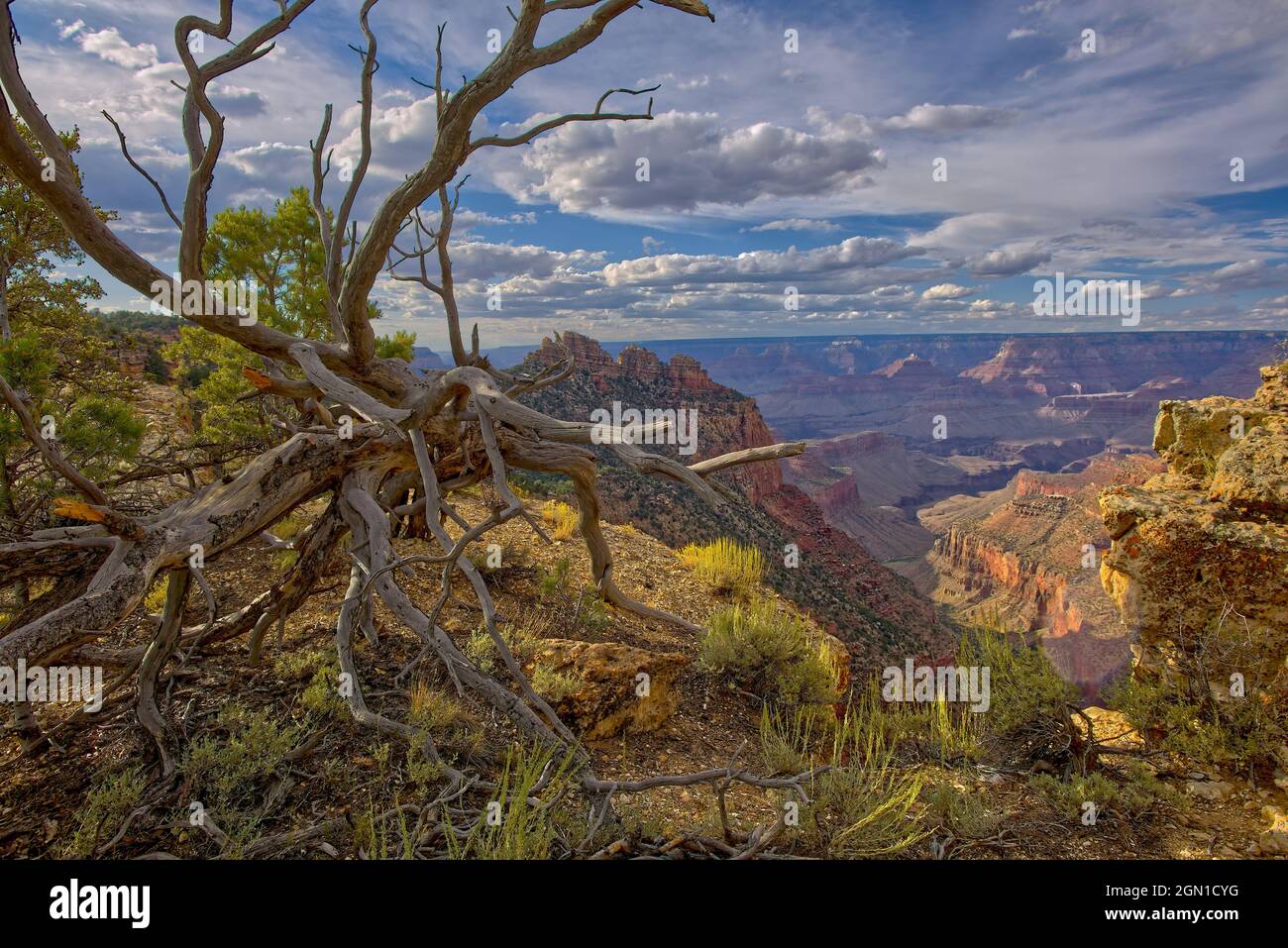 A dead tree on the edge of a cliff near the summit of Buggeln Hill on ...