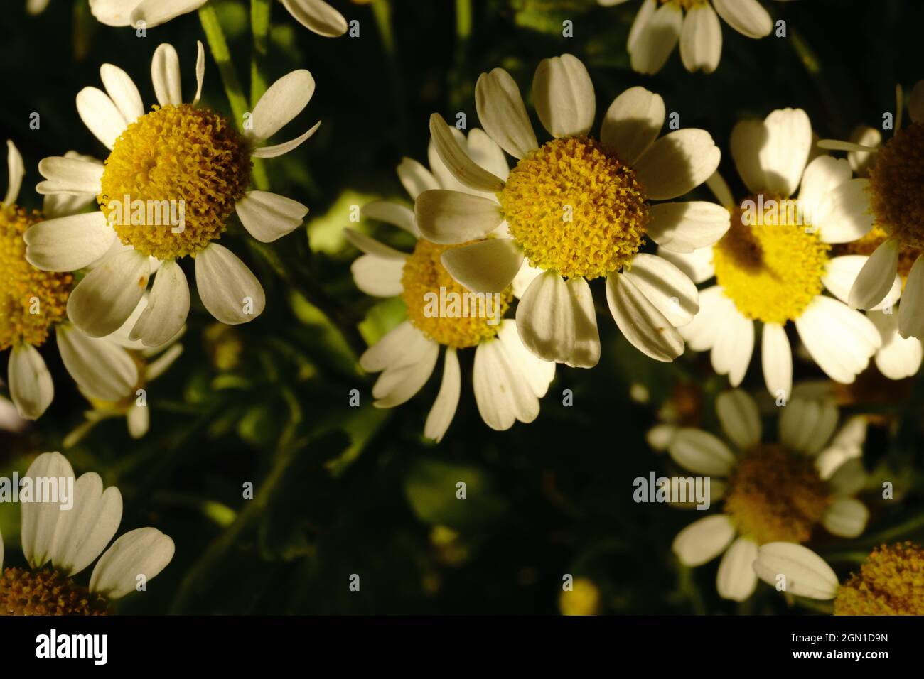 Chamomile flower photography hi-res stock photography and images - Alamy
