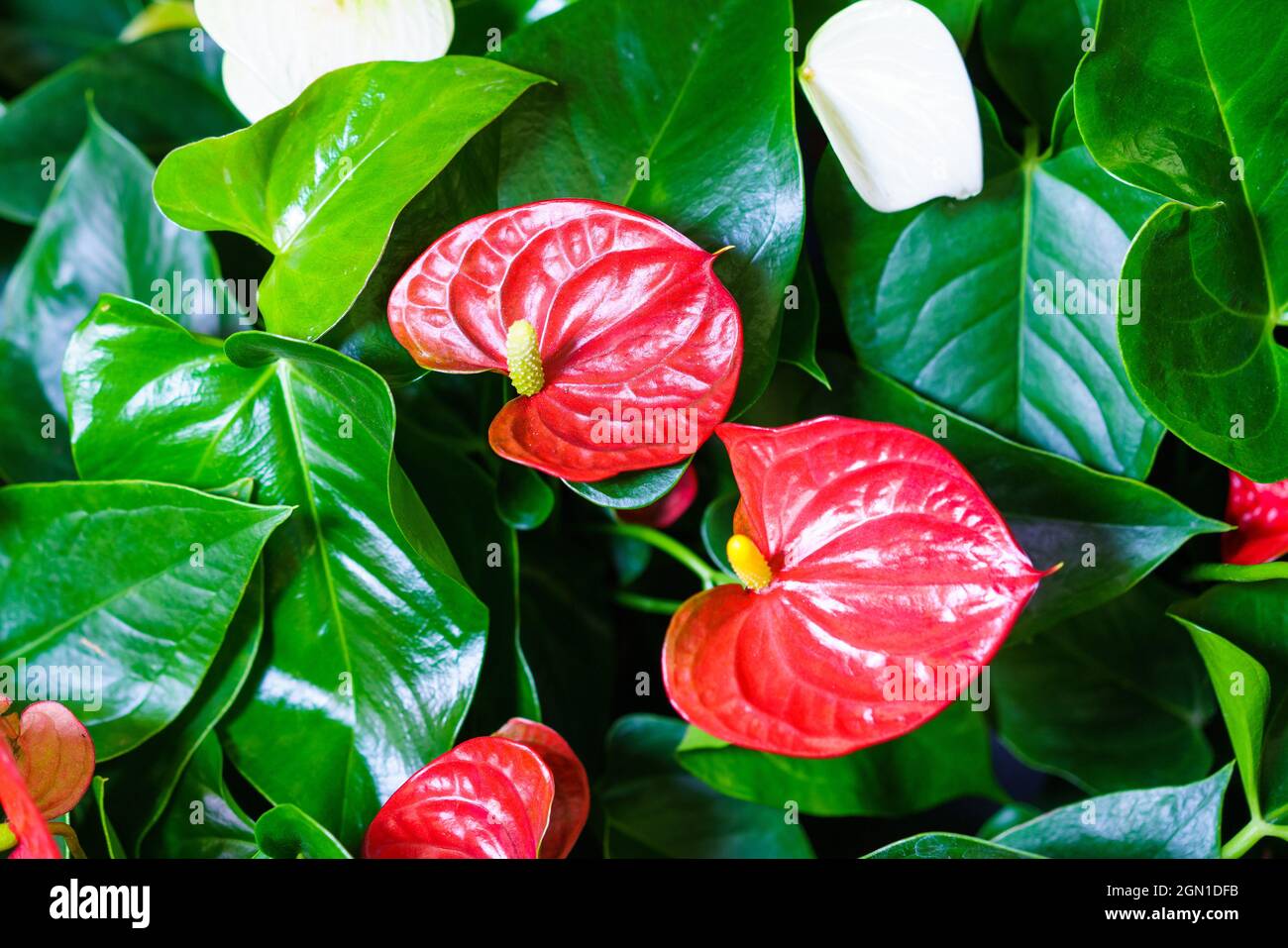 Anthurium is red heart-shaped flower. Dark green leaves as background ...