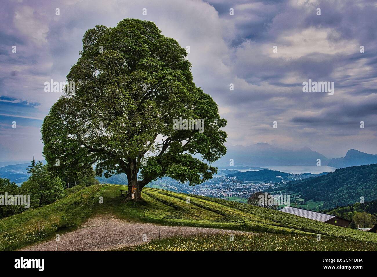 Lone tree in the green field against the cloudy sky Stock Photo - Alamy