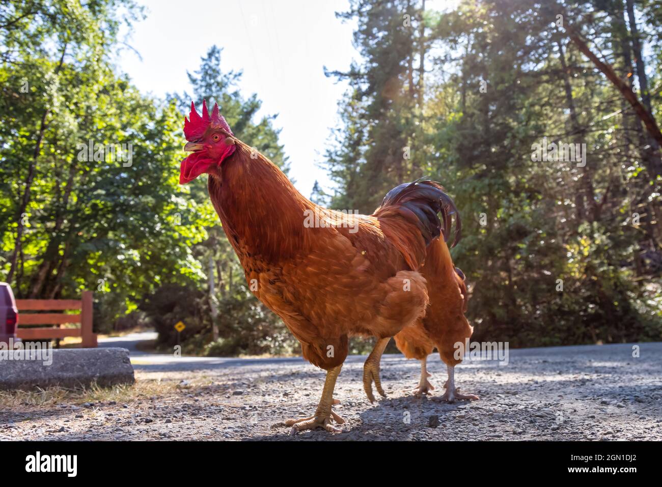 Male Rooster in a parking lot. Ruckle Provincial Park Stock Photo - Alamy