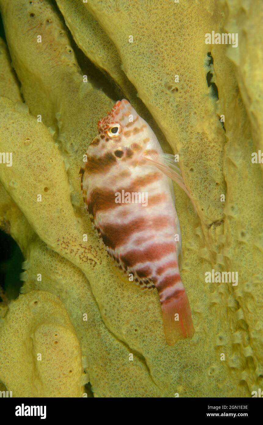 Red barred hawkfish hi-res stock photography and images - Alamy