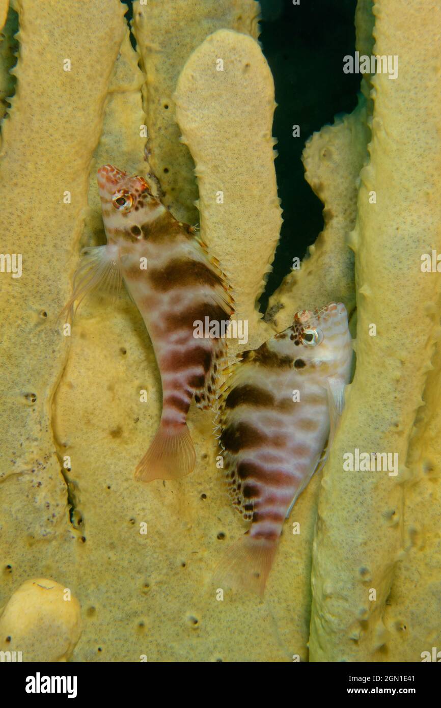 Red barred hawkfish hi-res stock photography and images - Alamy