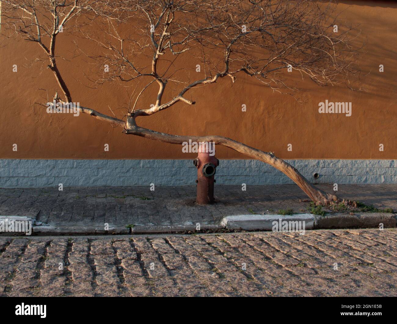 guava tree standing on a red fire hydrant, lit by the afternoon sun ...