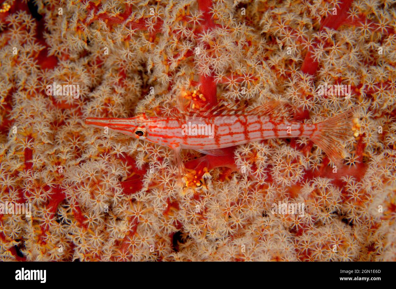 Longnose hawkfishlong nose hi-res stock photography and images - Alamy