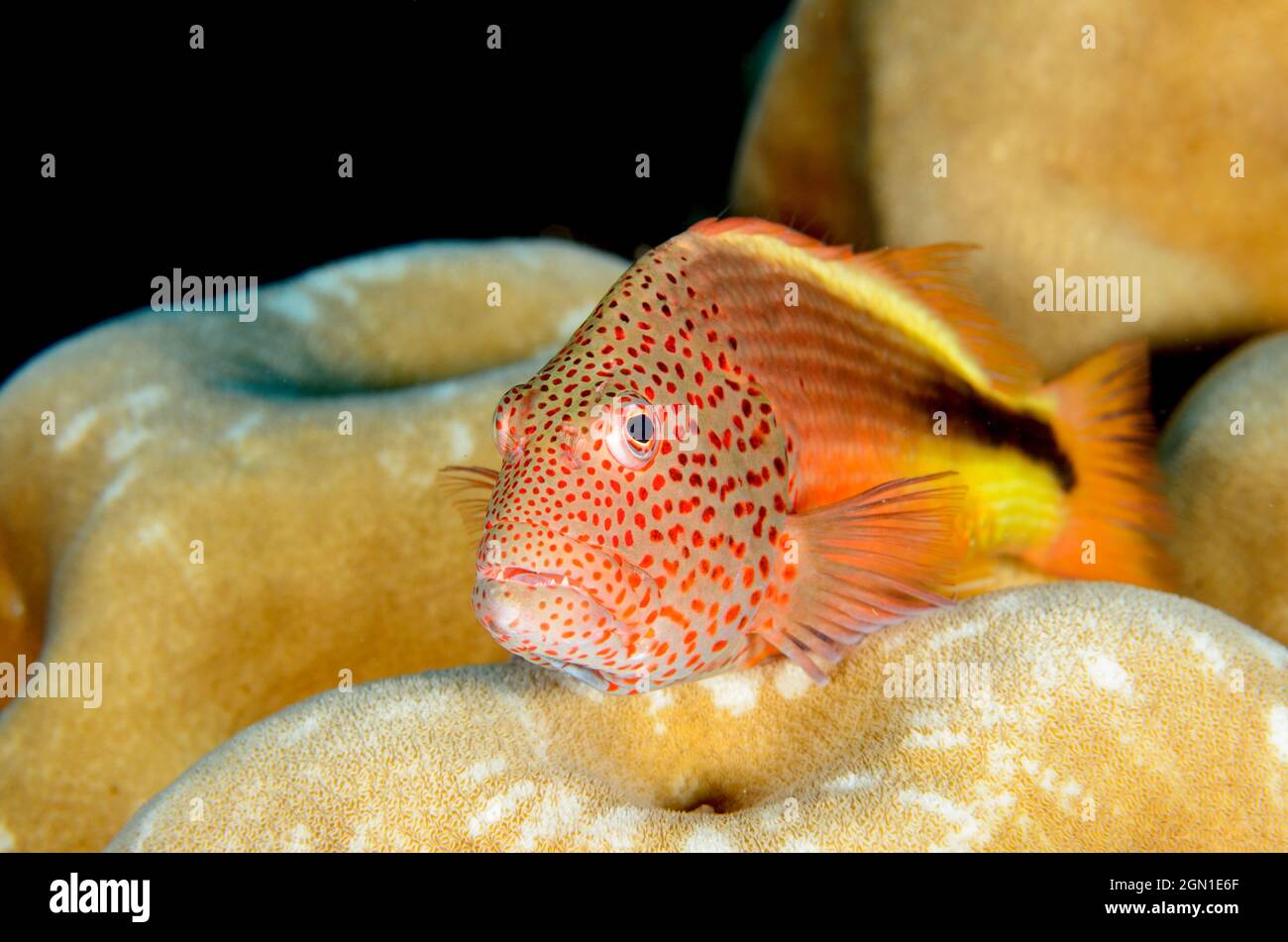 Freckled Hawkfish, Paracirrhites forsteri, at Misool Islands, Indonesia ...