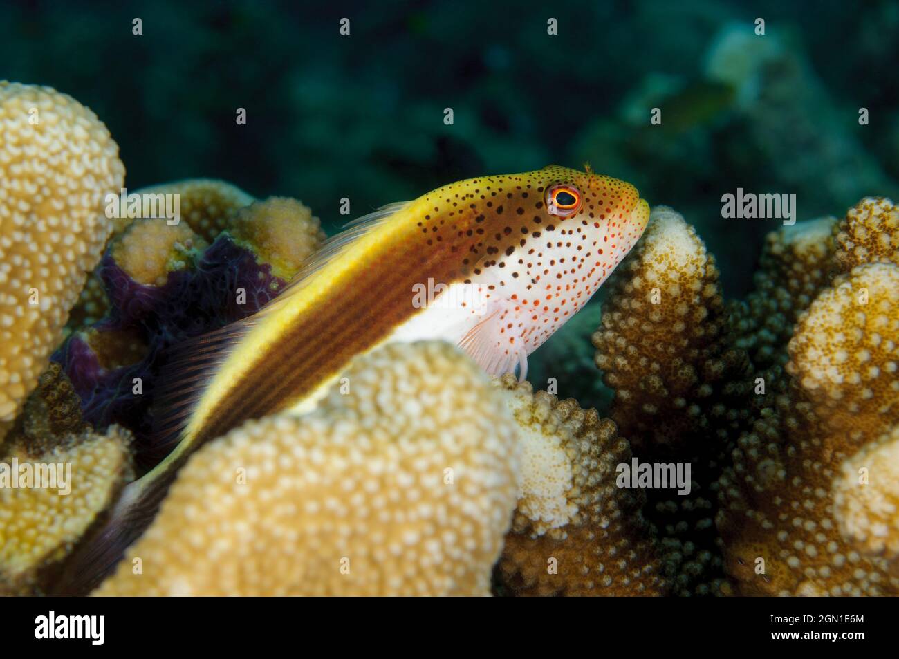 Freckled Hawkfish, Paracirrhites forsteri, at Sipadan Island, Sabah ...
