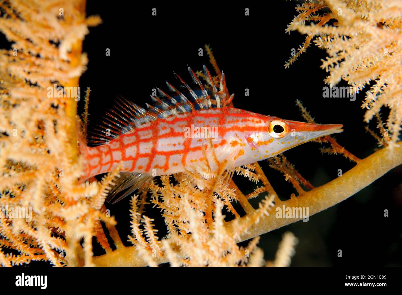 Long nosed fish hi-res stock photography and images - Alamy