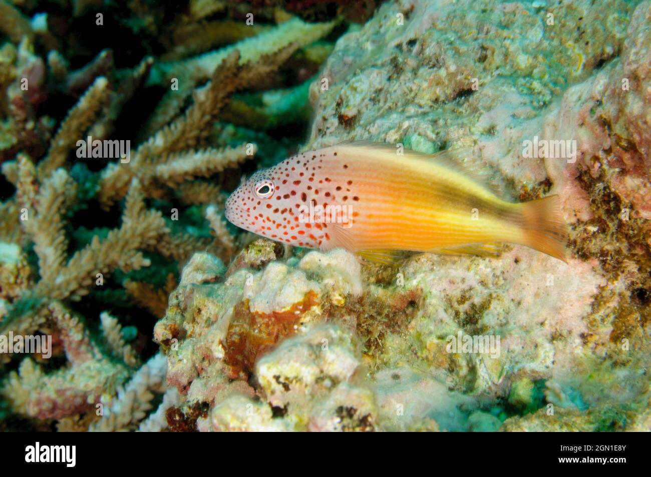 Freckled Hawkfish, Paracirrhites forsteri, at Mele Bay, Efate, Vanuatu ...