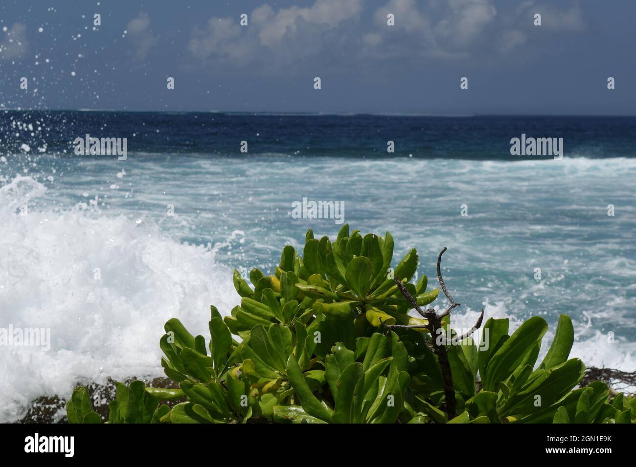 Indian bush hi-res stock photography and images - Alamy