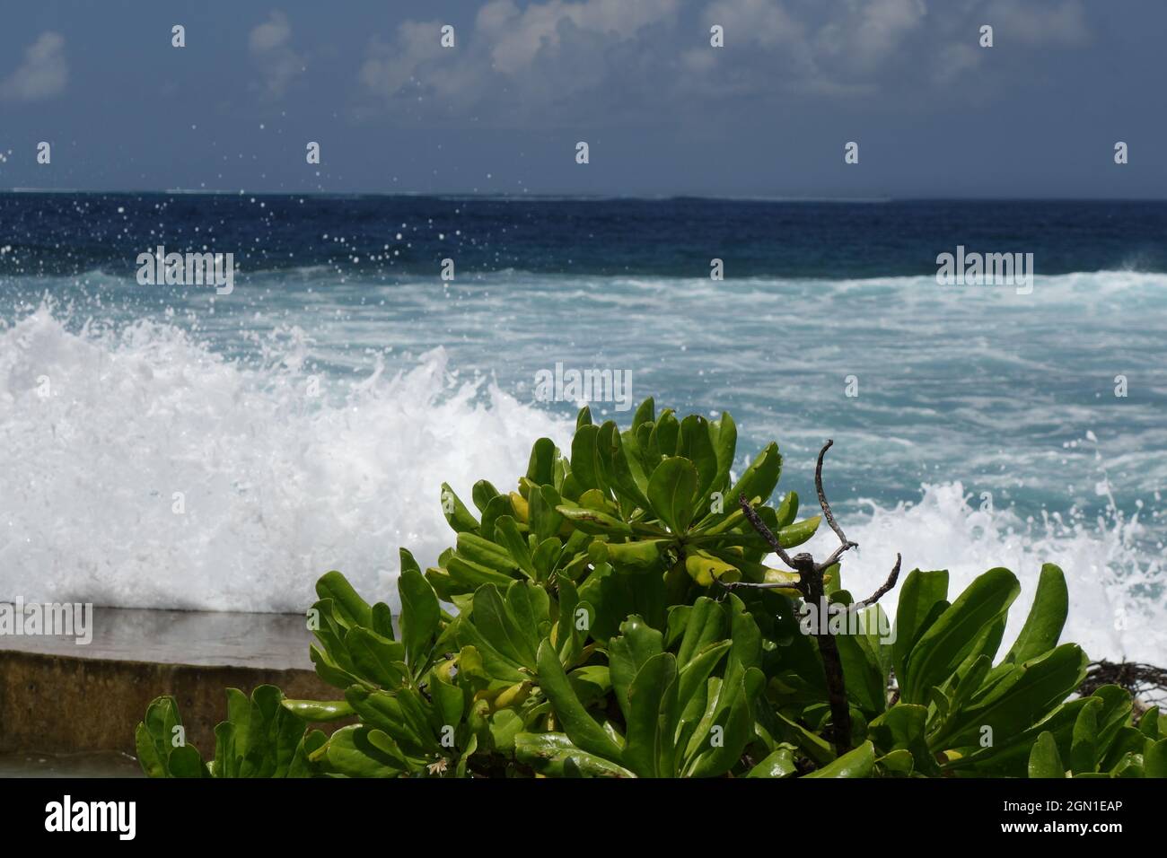 Ocean with bush hi-res stock photography and images - Alamy