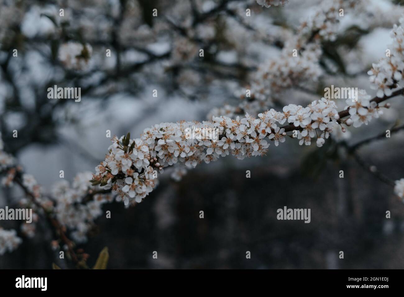Closeup shot of a white beautiful blossomed tree in the field Stock ...